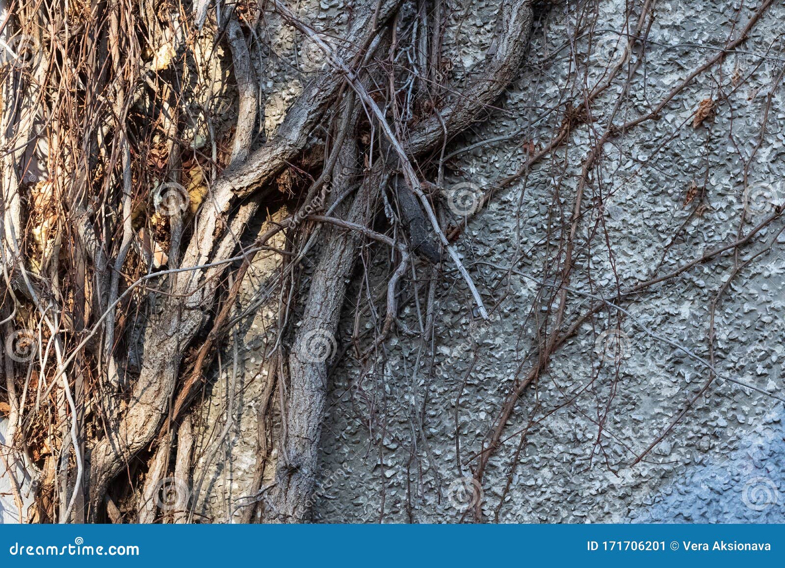 Thick Tree Roots Growing on Building Wall Stock Image - Image of front ...