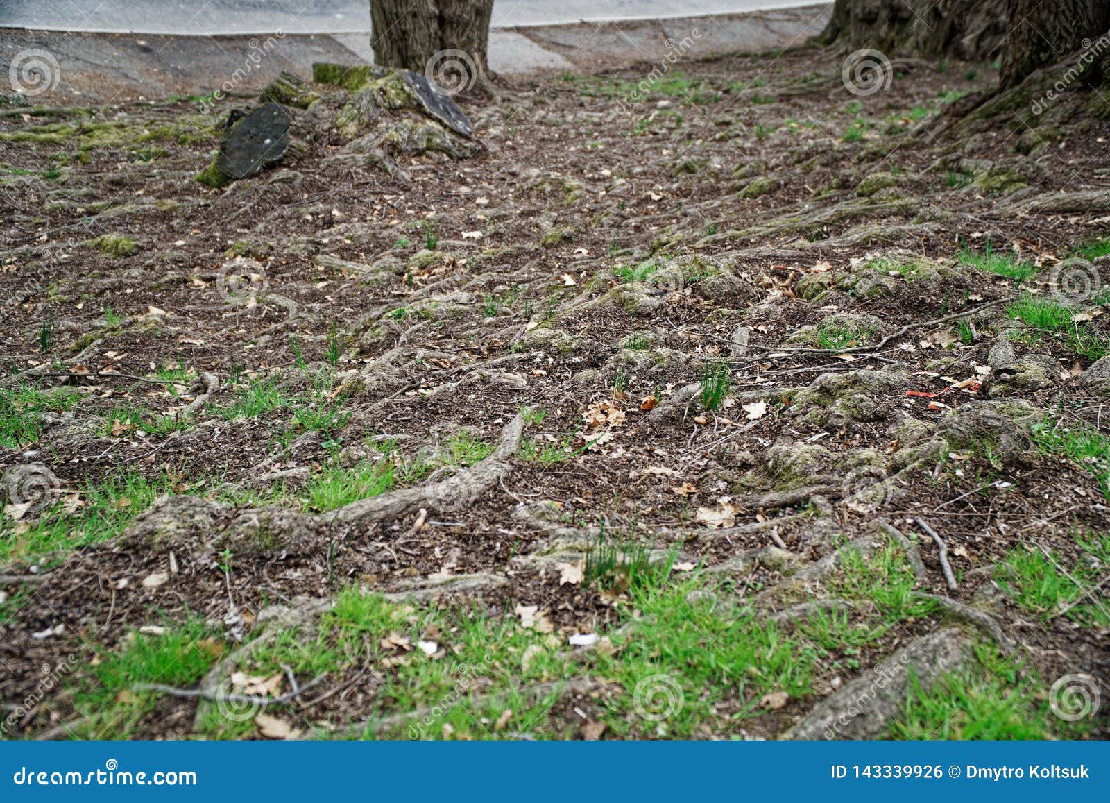 Thick Tree Roots Growing Over the Scenic Walkway in Enchanted Forest ...
