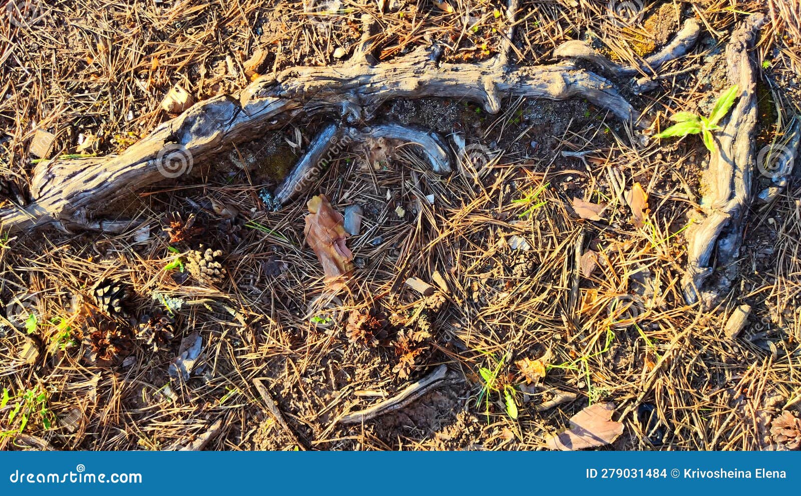 Thick Tree Roots Protruding from the Ground, Illuminated by Sunlight ...