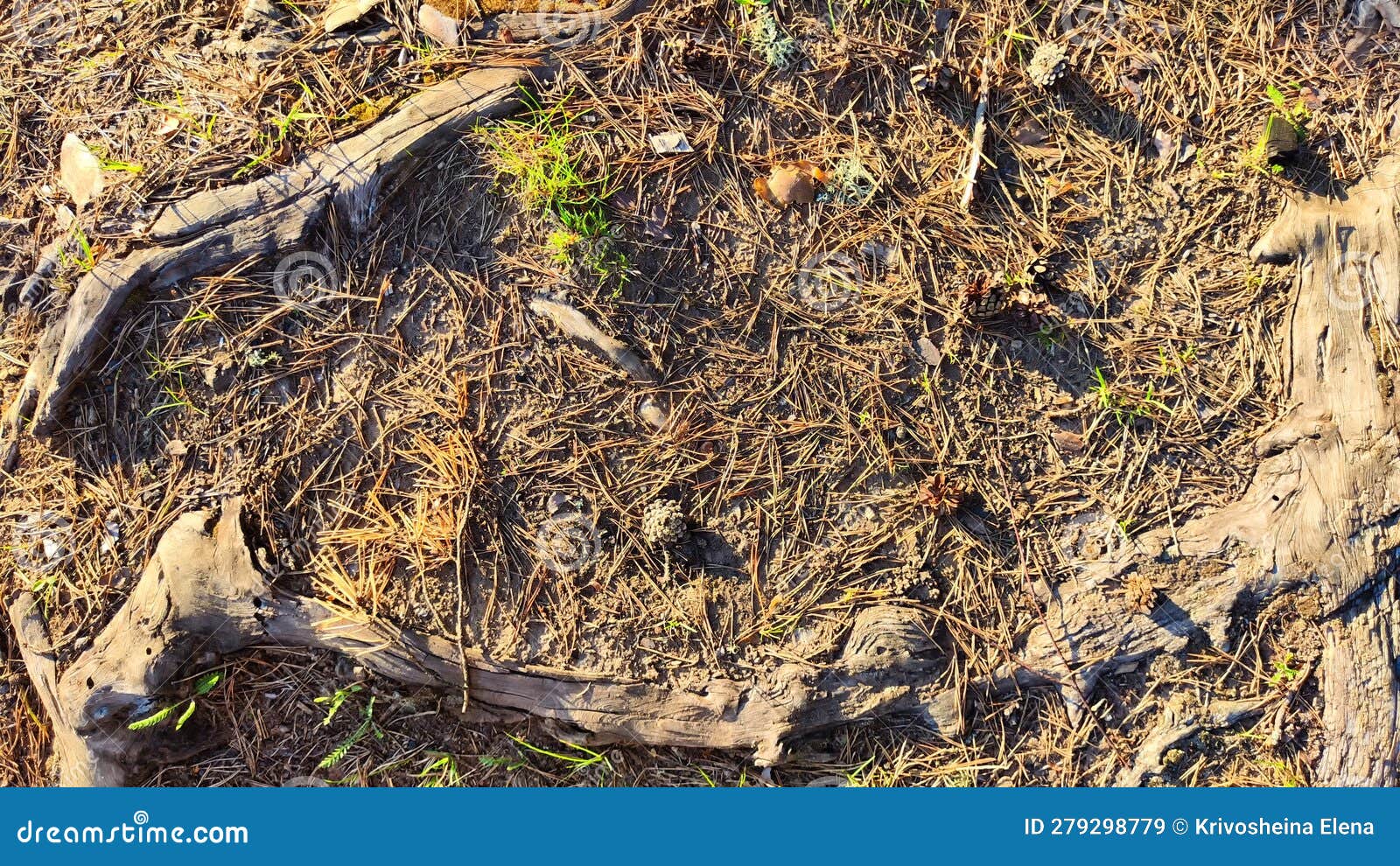 Thick Tree Roots Protruding from the Ground, Illuminated by Sunlight ...
