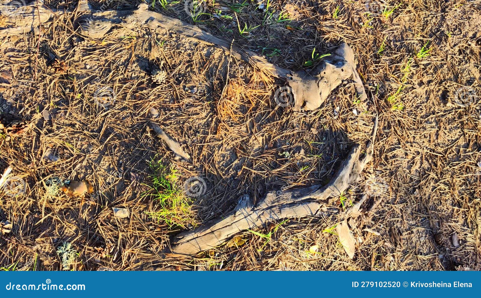 Thick Tree Roots Protruding from the Ground, Illuminated by Sunlight ...
