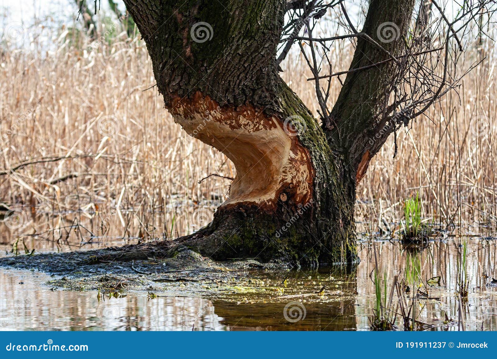 Thick Tree Standing on a River Side Gnawed from a Beaver Bending Over ...