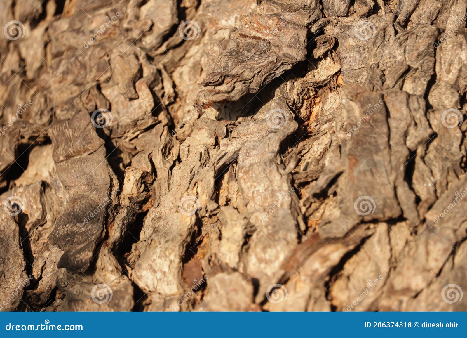 Thick Tree Trunk Beautiful View,Tree Bark,Texture of the Tree,Trees ...