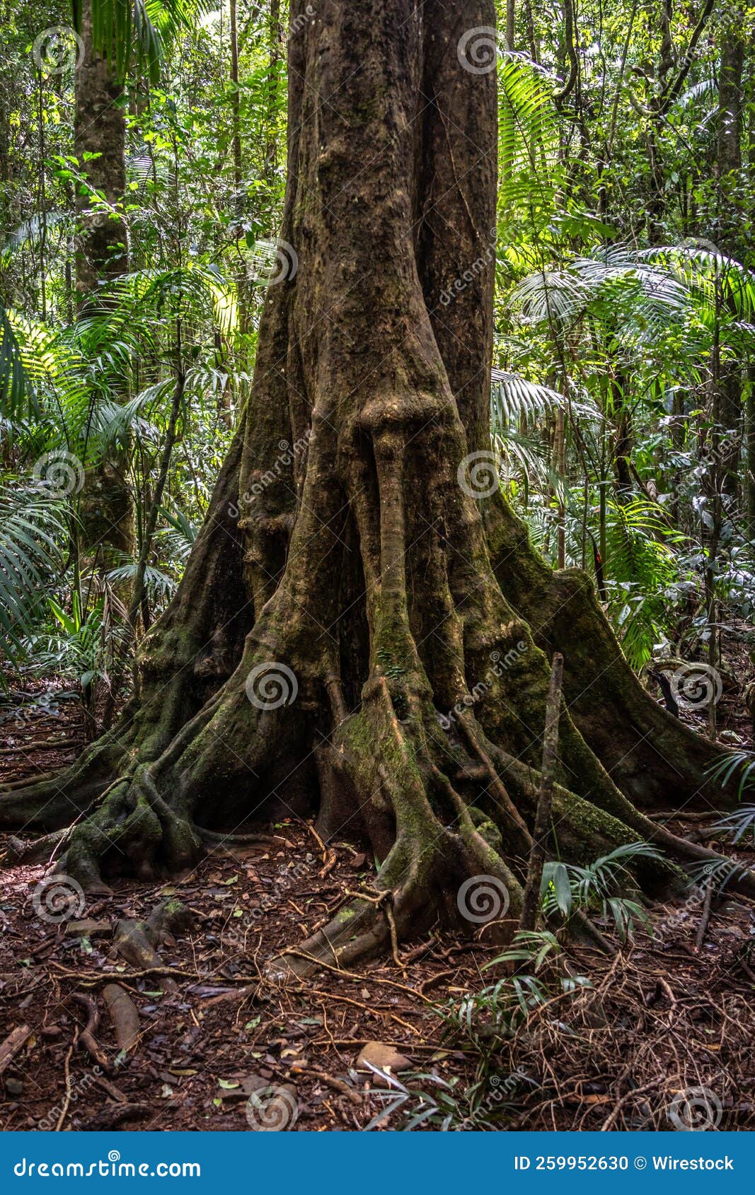 Thick Tree Trunk with Big Roots Covered in Moss in the Woods Stock ...