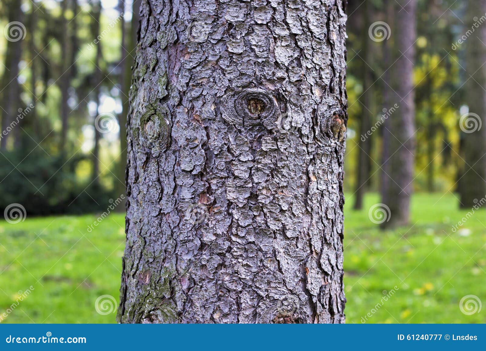 Thick tree trunk closeup stock image. Image of bark, natural - 61240777