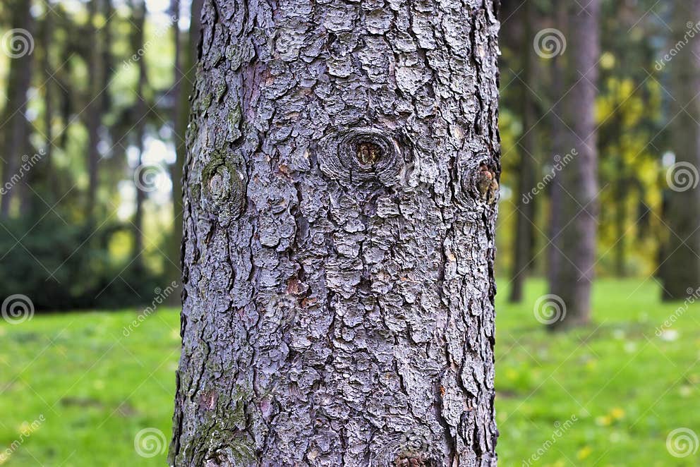 Thick tree trunk closeup stock image. Image of bark, natural - 61240777