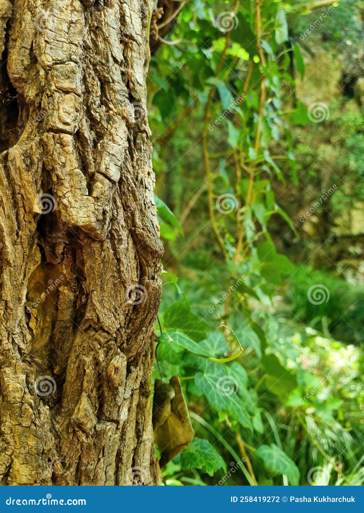 Thick Tree Trunk Closeup. Tree in Greece Stock Photo - Image of pine ...