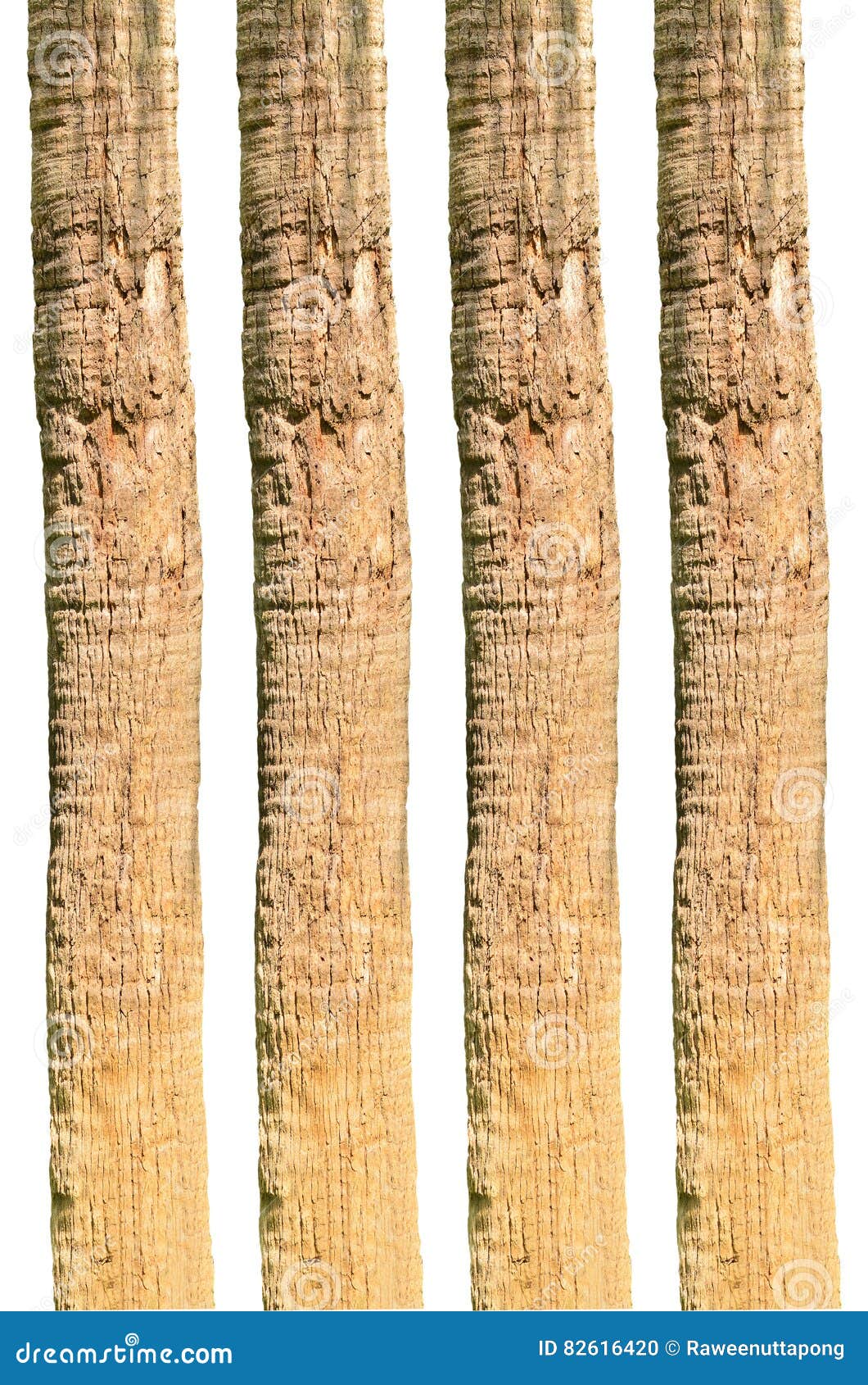 Thick tree trunk closeup stock photo. Image of crust - 82616420