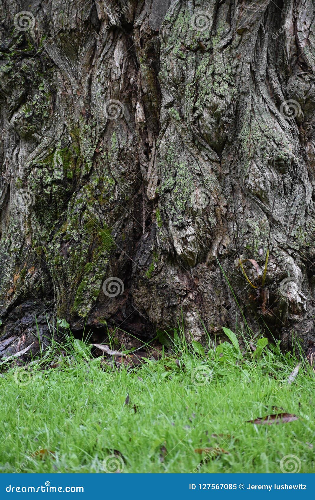 Thick Tree Trunk Covered in Moss Stock Image - Image of moss, tree ...