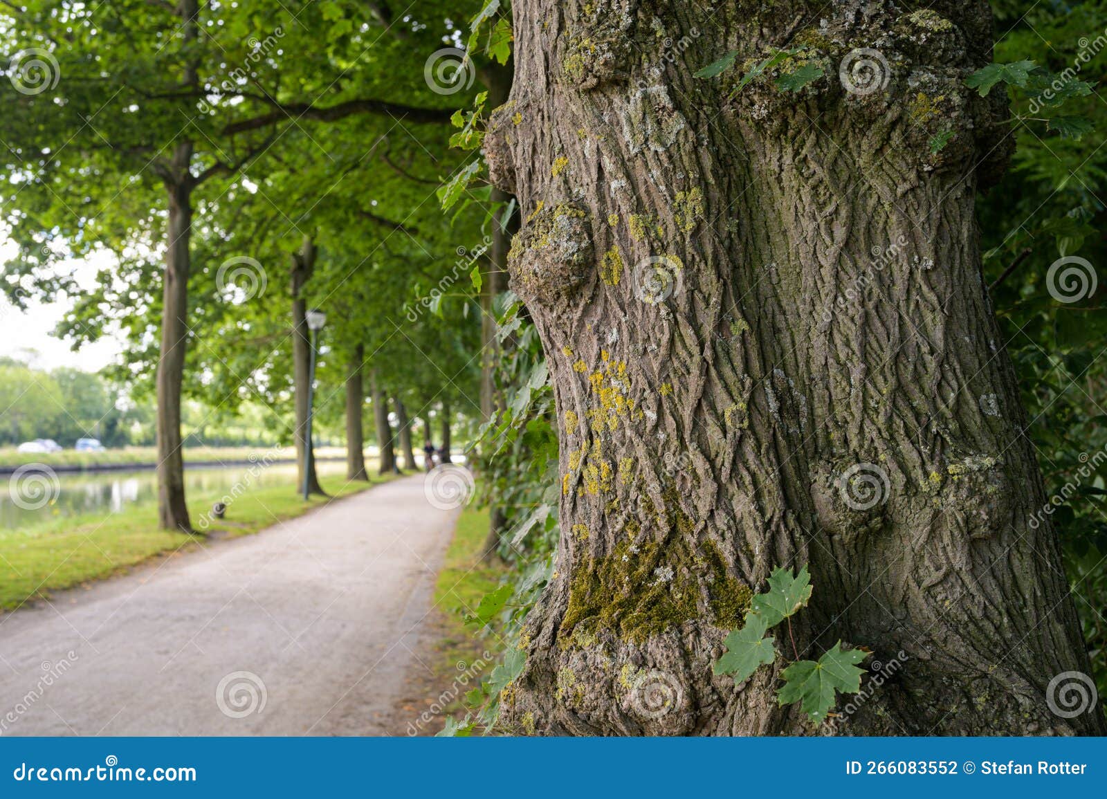A Thick Tree Trunk in Front of an Avenue Stock Photo - Image of detail ...