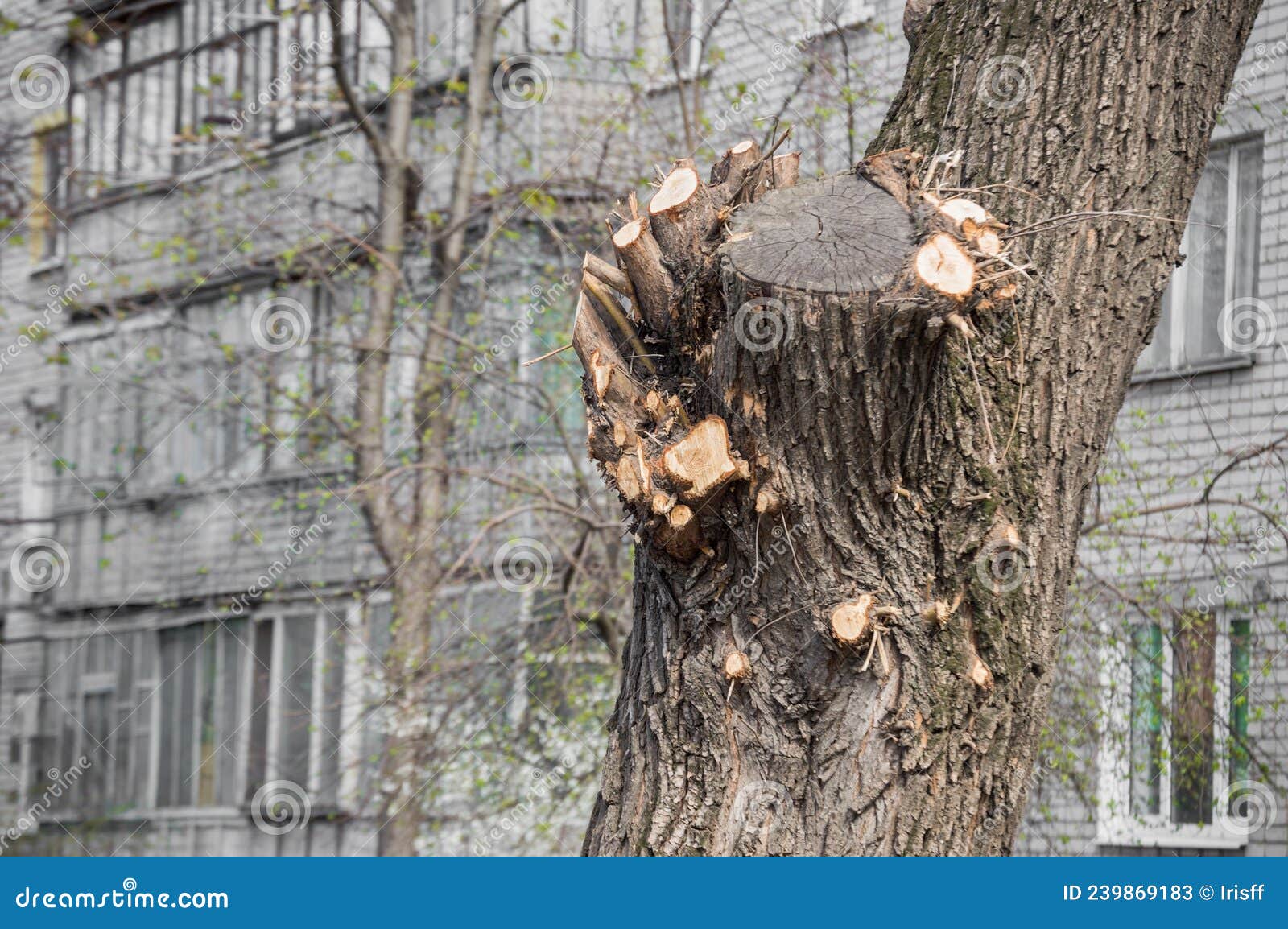 Thick Tree Trunk with Many Cuts after Spring Pruning of Branches Stock ...