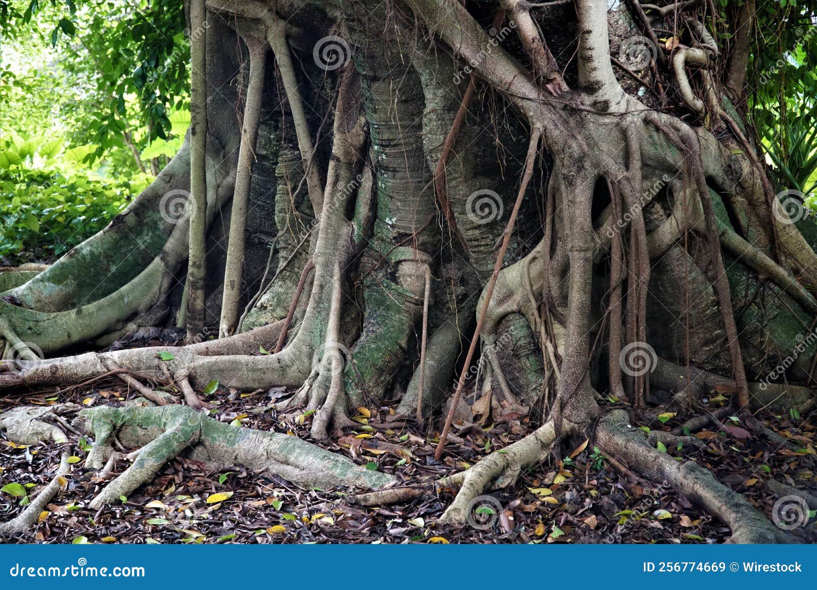 Thick Tree Trunk with Multiple Roots Stock Image - Image of valley ...