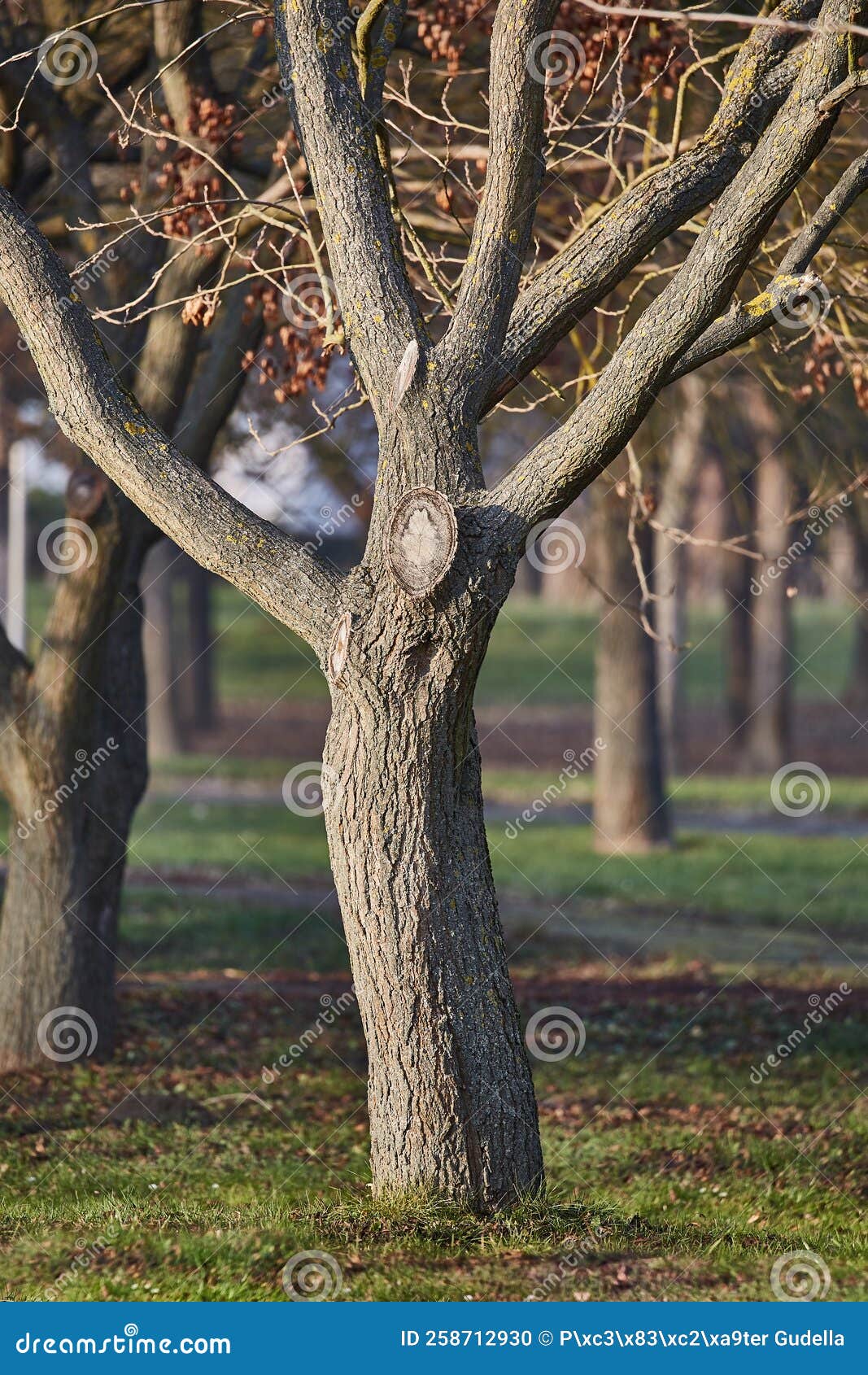Old tree trunk in a park stock photo. Image of background - 258712930