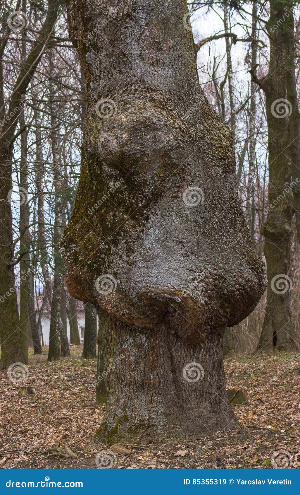 Thick Tree Trunk with Strange Disease Stock Image - Image of bark, huge ...