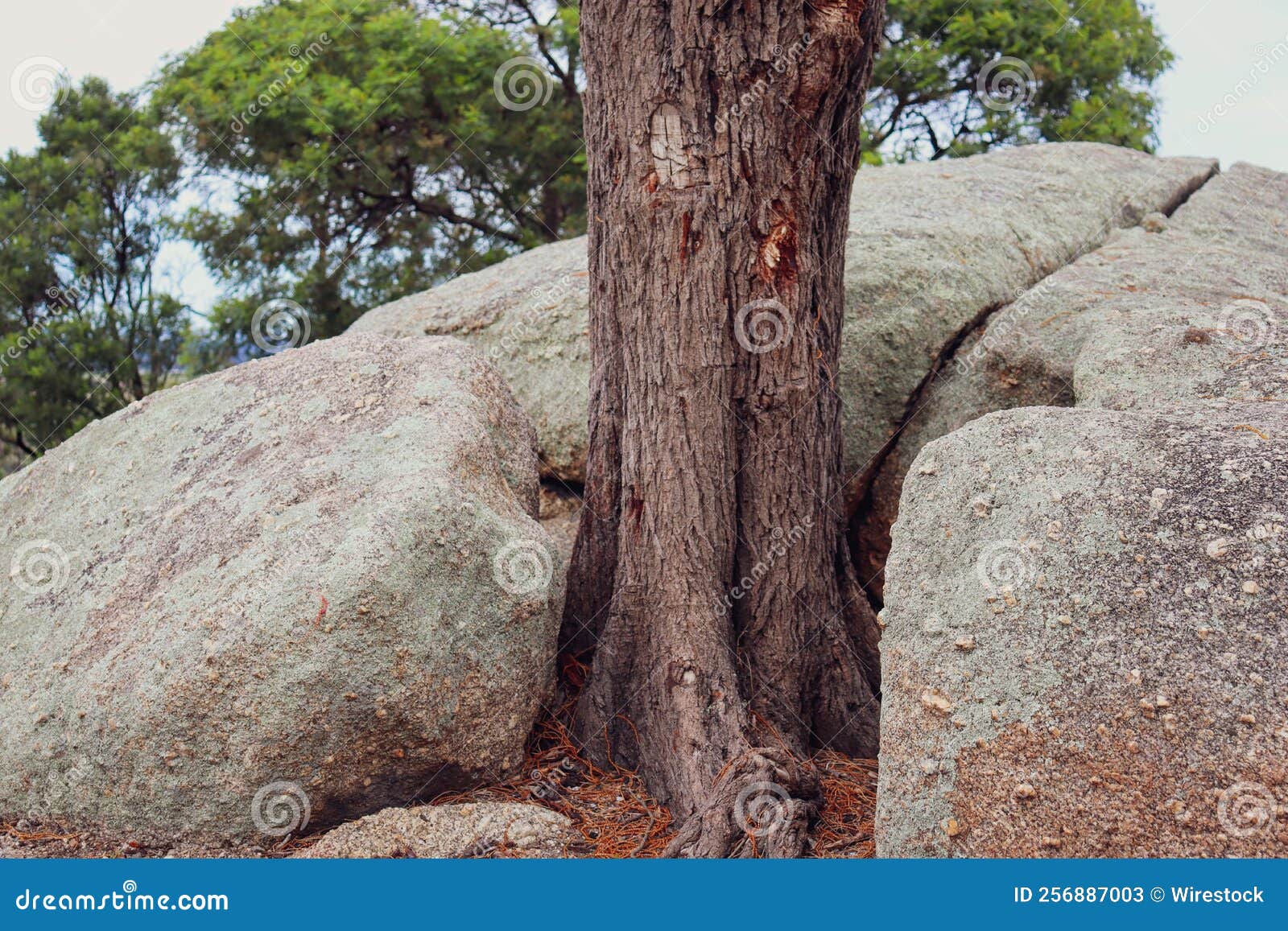Thick Tree Trunk Surrounded with a Huge Rock Stock Image - Image of ...