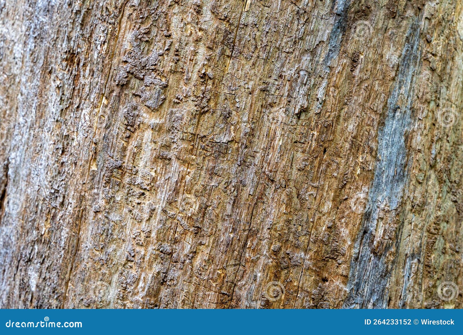 Thick Tree Trunk Texture Background Stock Photo - Image of color, tree ...