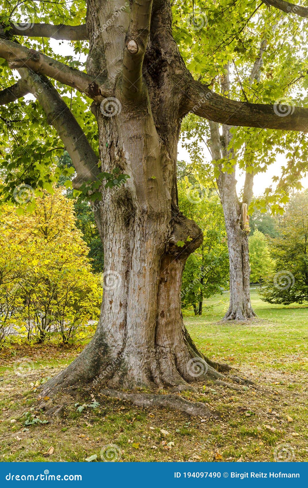 Thick tree trunk stock photo. Image of outdoor, plant - 194097490