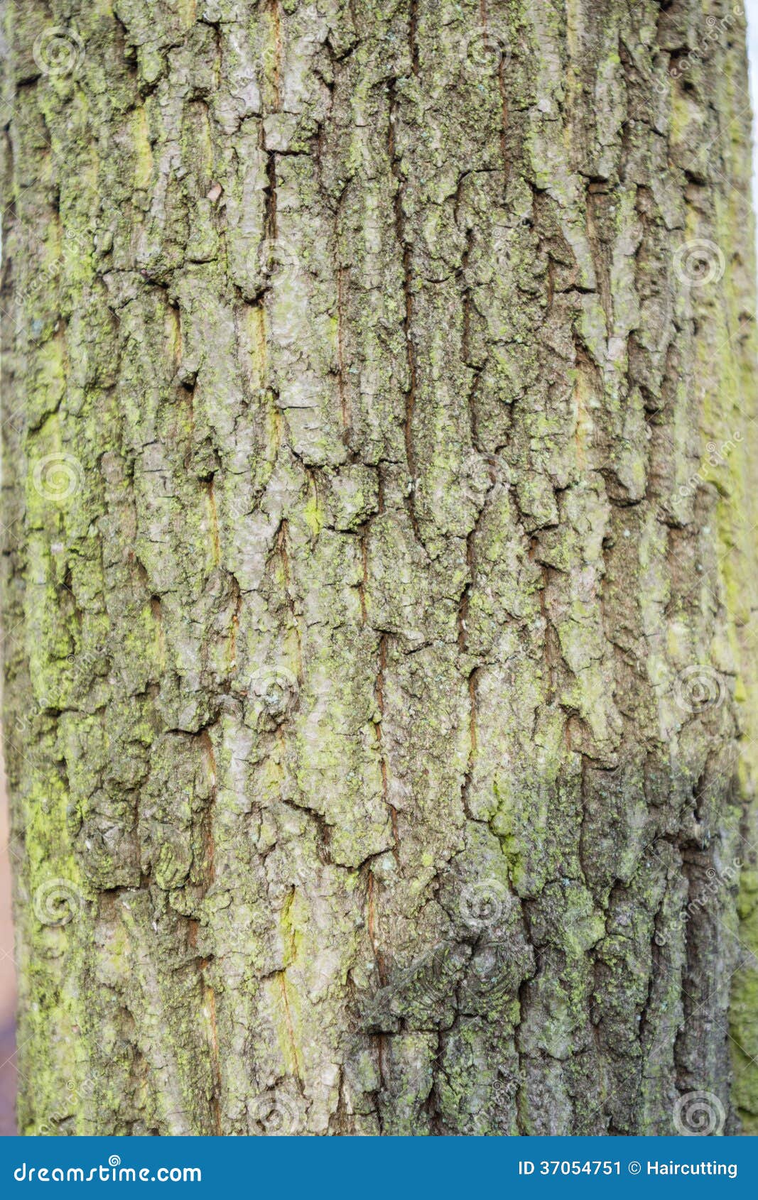 Thick tree trunk stock image. Image of wood, close, texture - 37054751