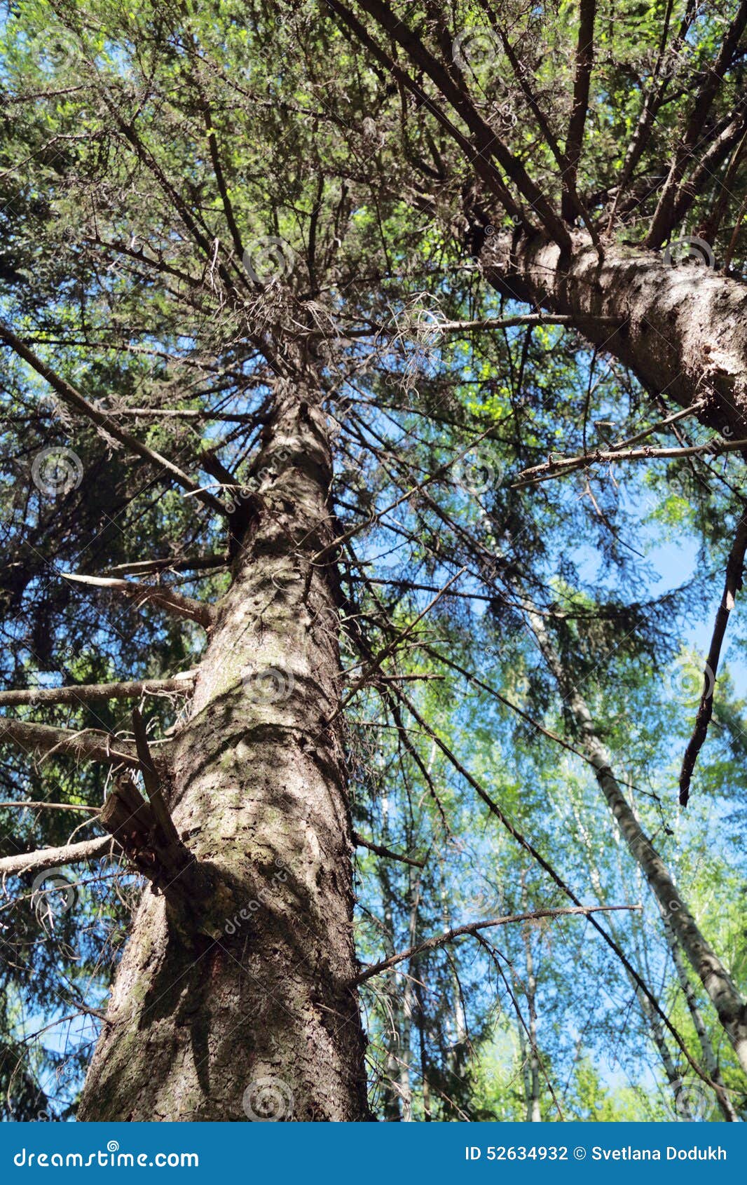 Thick Tree Trunks in Forest on Sunny Summer Day Stock Photo - Image of ...