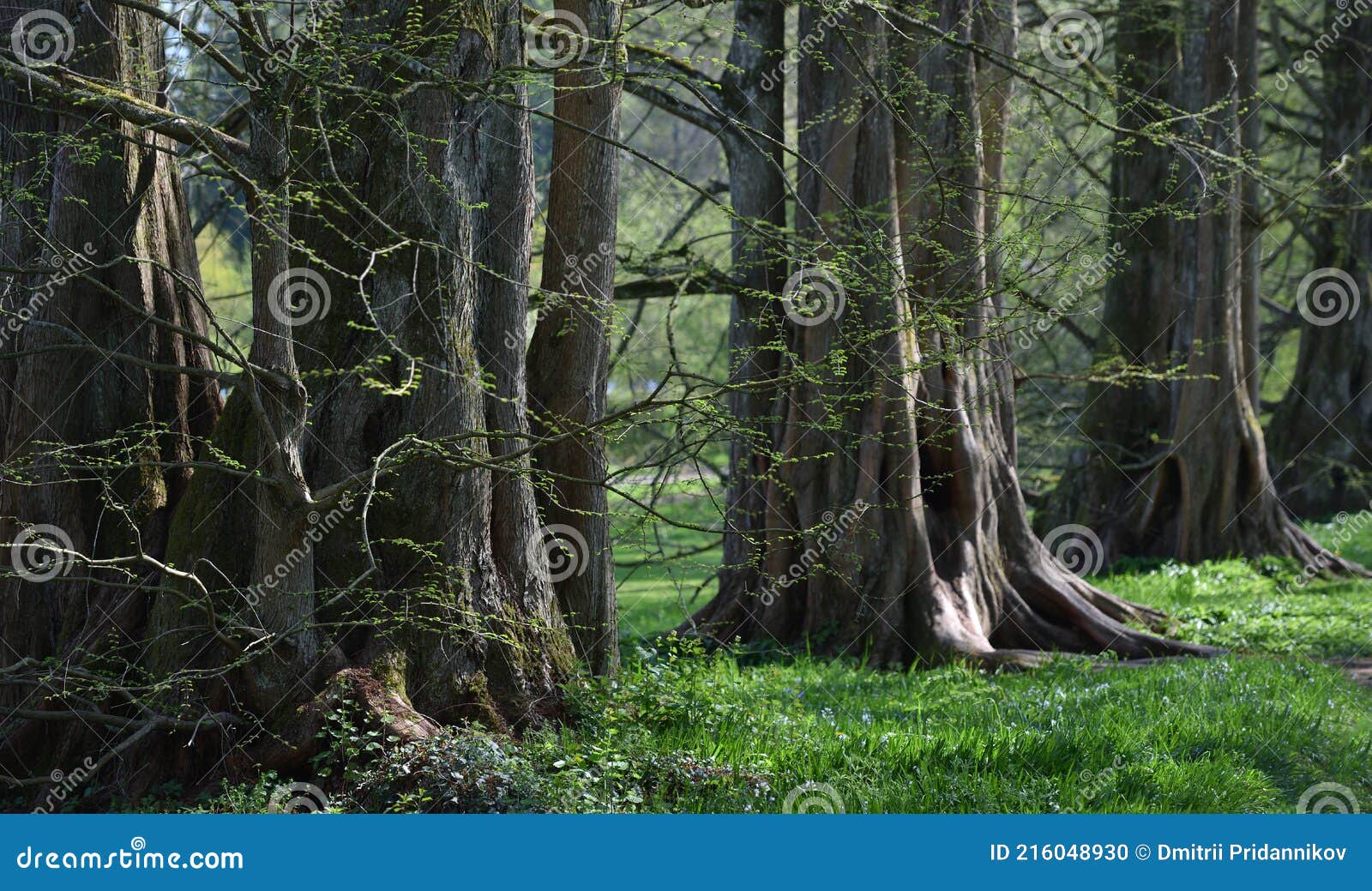 Thick Tree Trunks in Spring and Their Young Leaves and Green Fresh ...