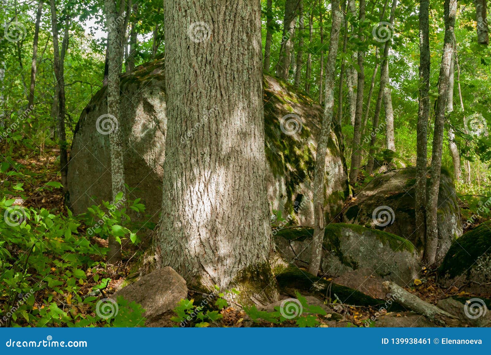 Thick Tree Trunks and Stones are in the Forest in Finland at Summer ...