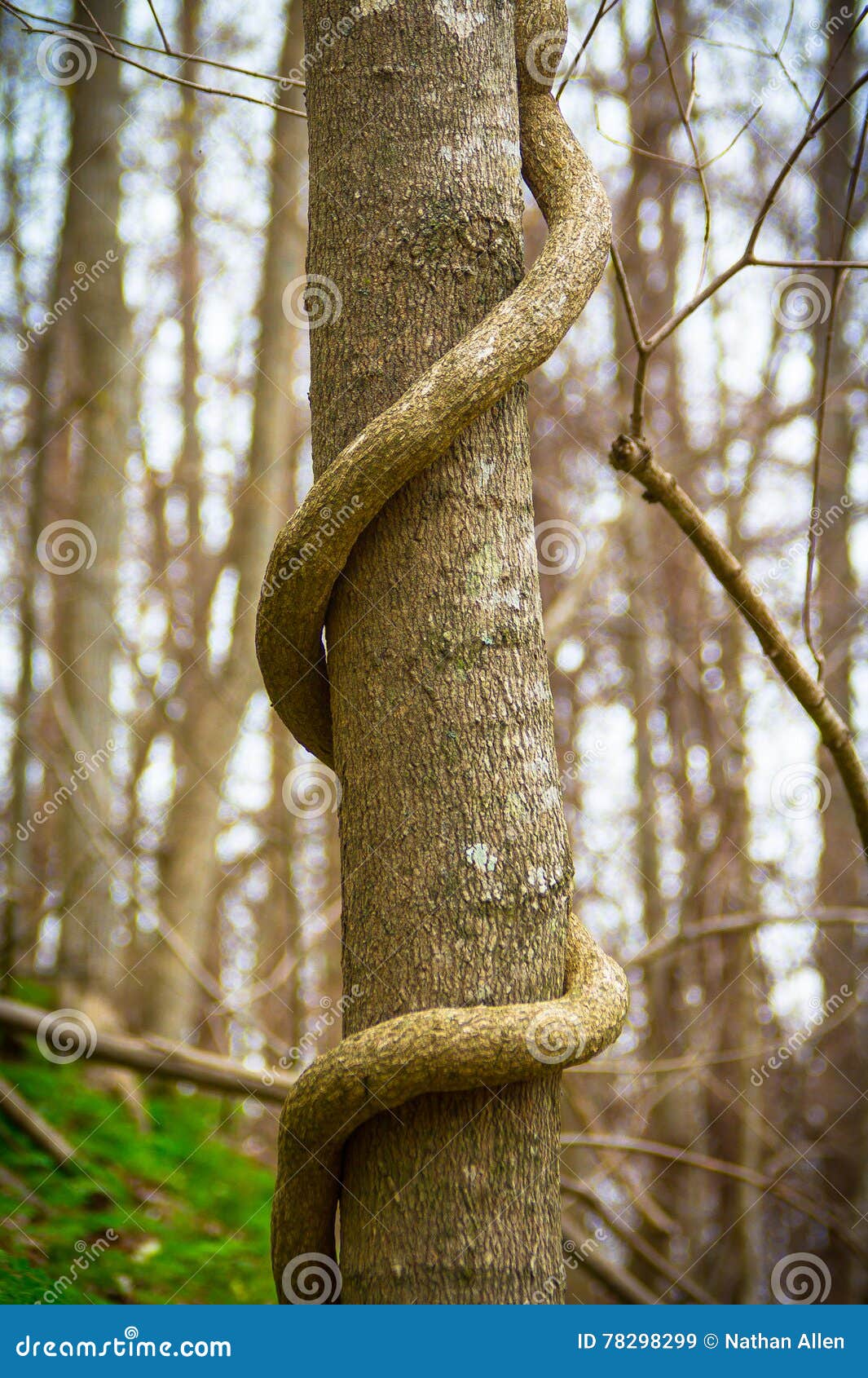 Thick Tree Vine stock image. Image of botanical, tangle - 78298299