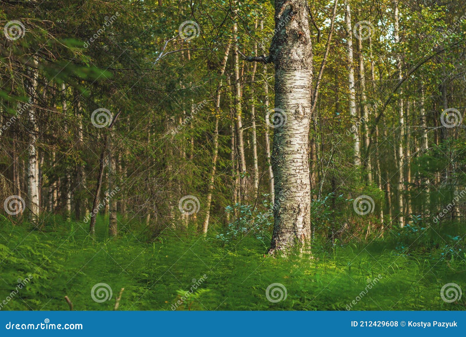 Thick Tree among Young Thin Trees Stock Photo - Image of sunny, forest ...