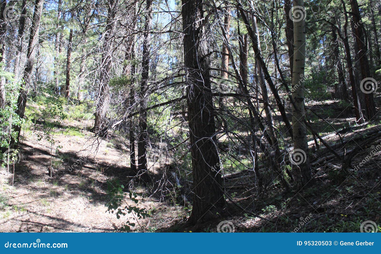 Thick Trees stock image. Image of forest, evergreens - 95320503