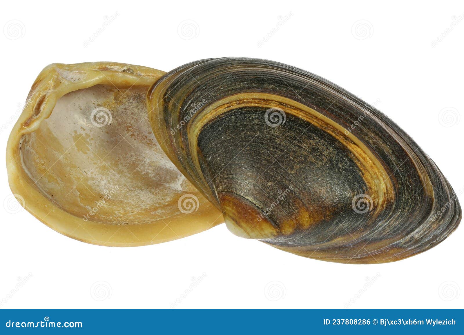 Thick trough shell stock photo. Image of marine, mollusc - 237808286