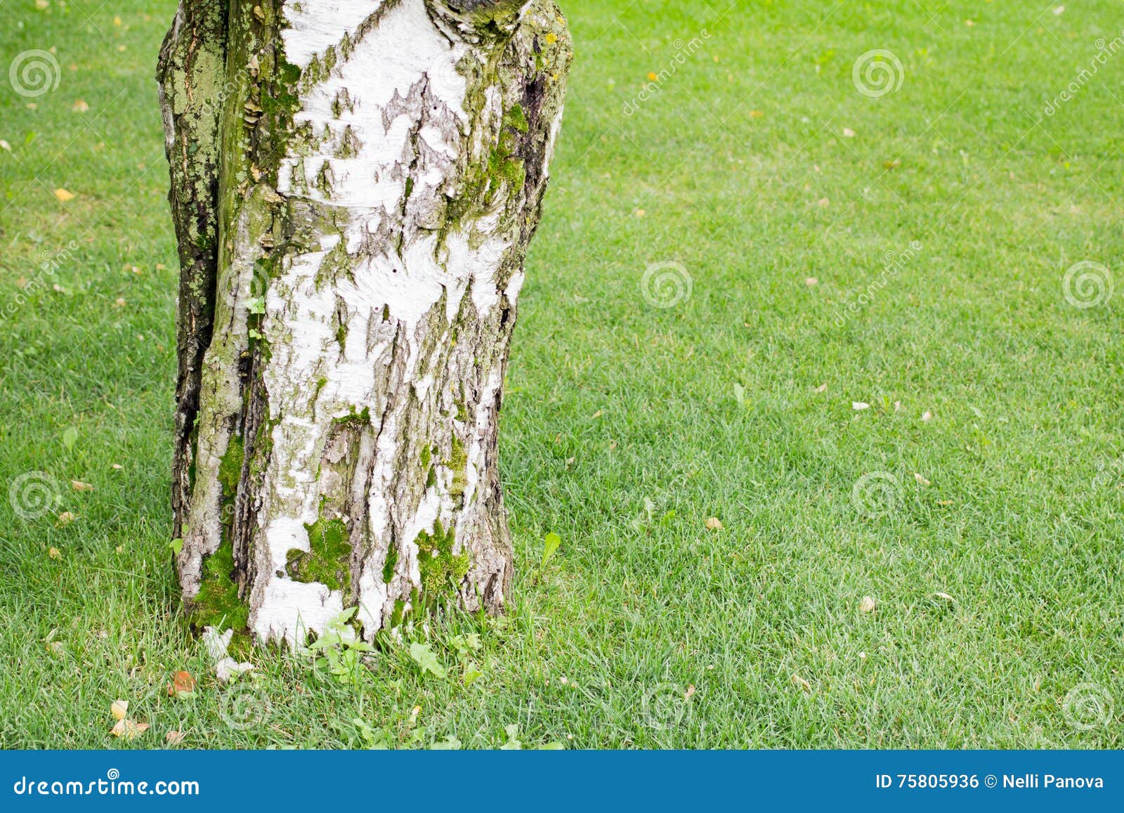 Thick Trunk of a Birch on Background Grass Stock Photo - Image of ...