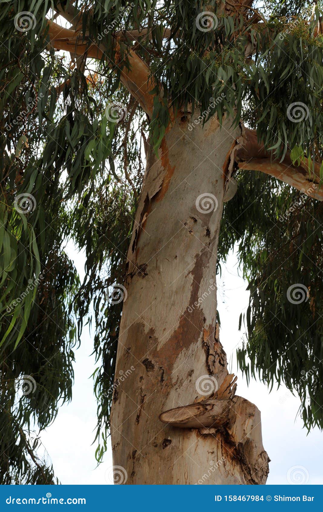 Thick Trunk of Deciduous Tree in the Forest Stock Photo - Image of ...