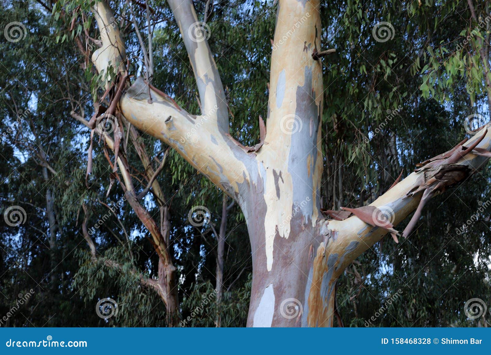 Thick Trunk of Deciduous Tree in the Forest Stock Photo - Image of ...