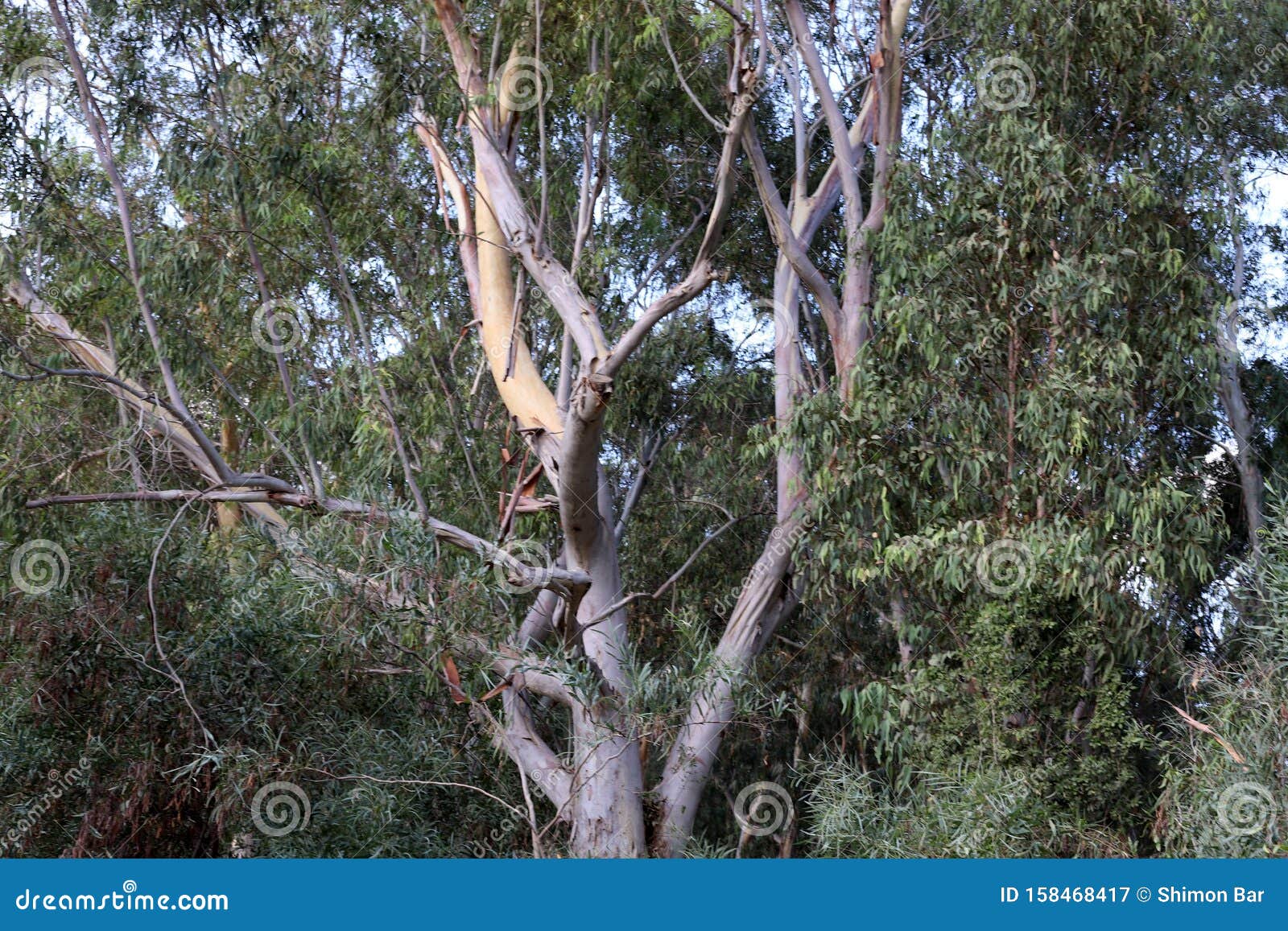 Thick Trunk of Deciduous Tree in the Forest Stock Image - Image of bark ...