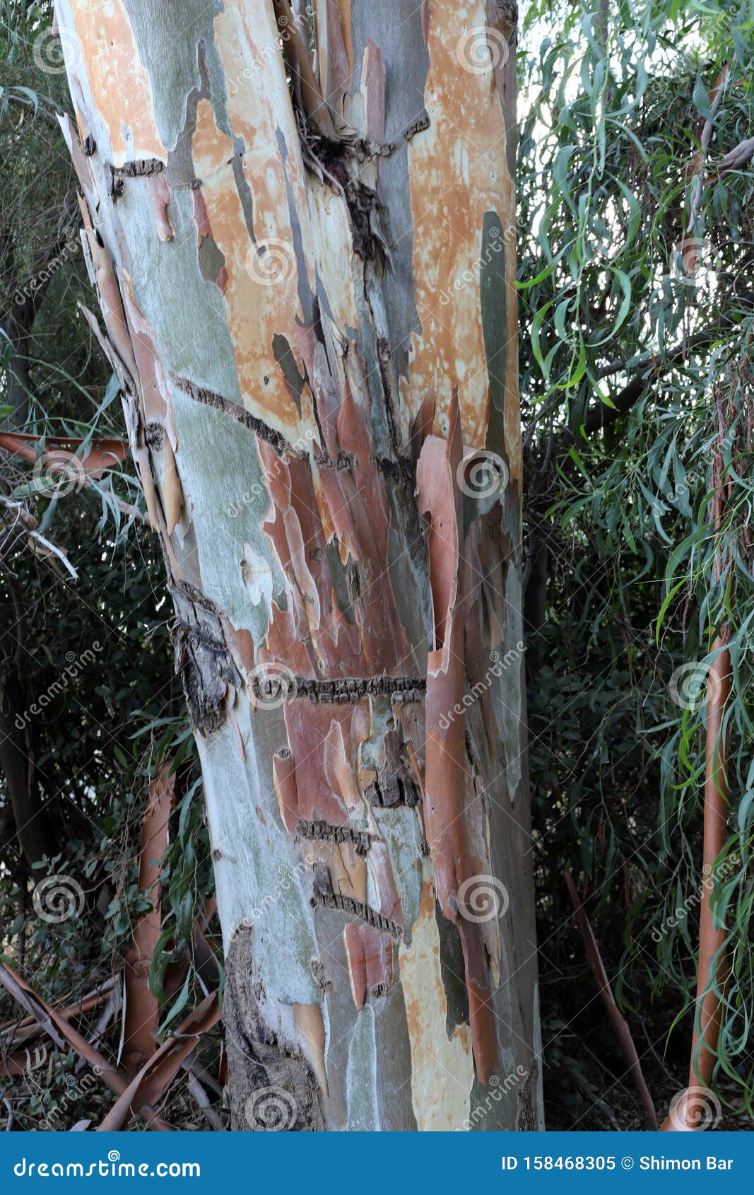 Thick Trunk of Deciduous Tree in the Forest Stock Image - Image of ...
