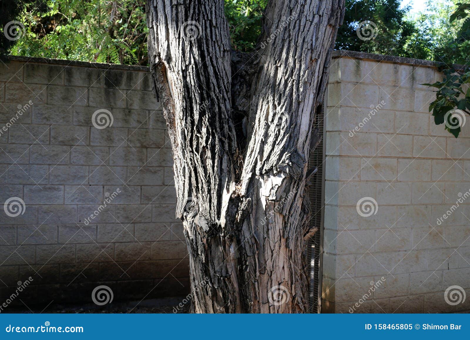 Thick Trunk of Deciduous Tree in the Forest Stock Image - Image of ...