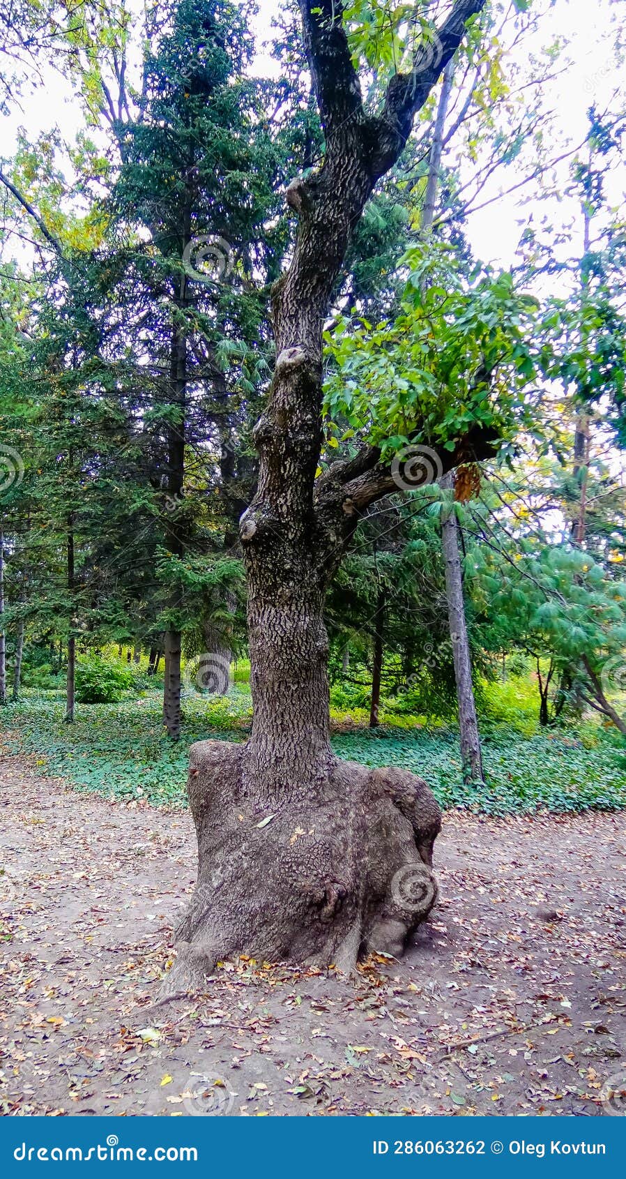 Thick Trunk of a Grafted Tree in a Botanical Garden, Odessa Stock Photo ...