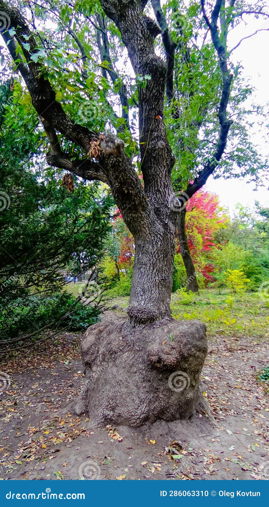 Thick Trunk of a Grafted Tree in a Botanical Garden, Odessa Stock Photo ...