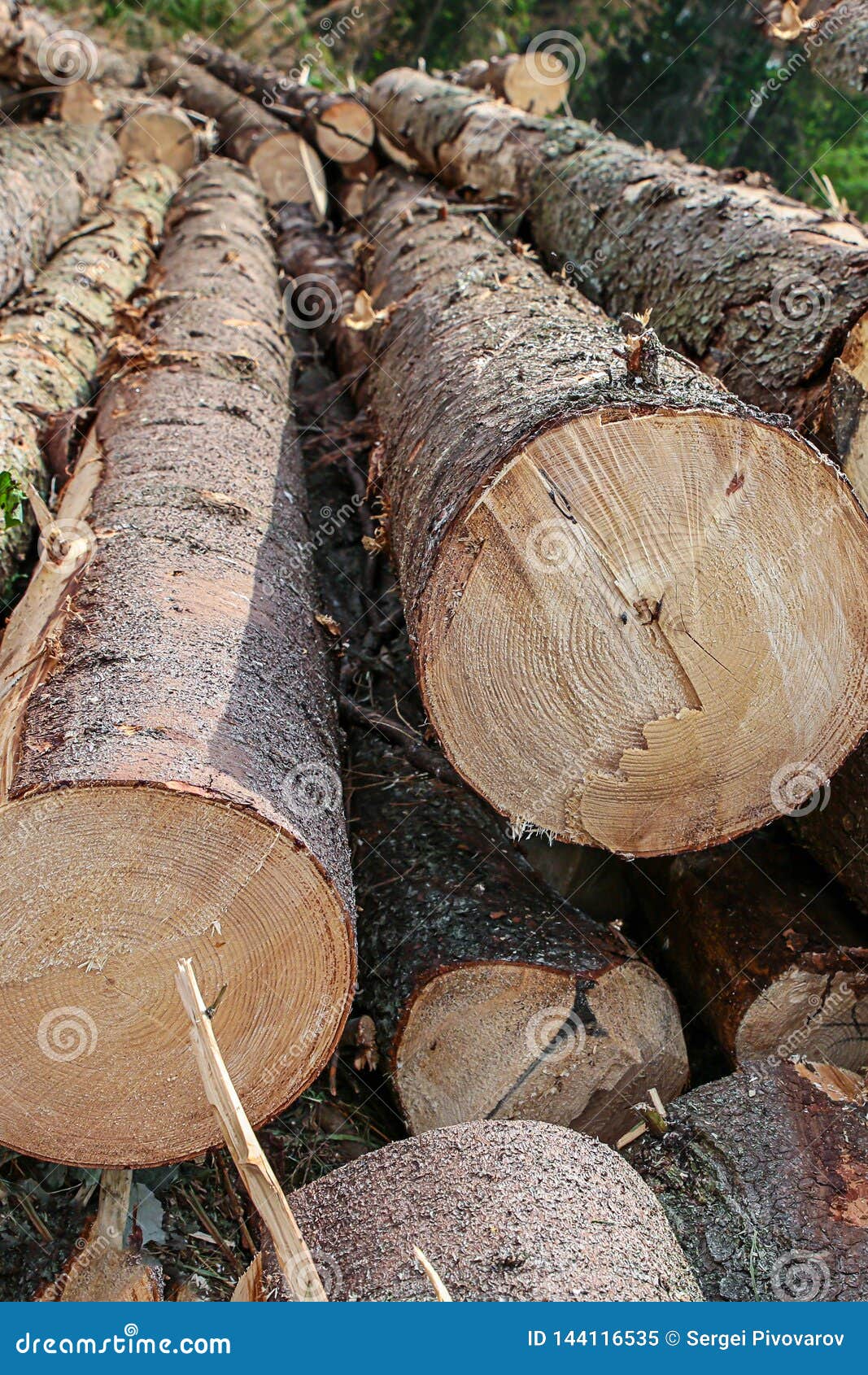 Thick Trunk Long Rough Rough Bent End of Tree Background Forest Billet ...