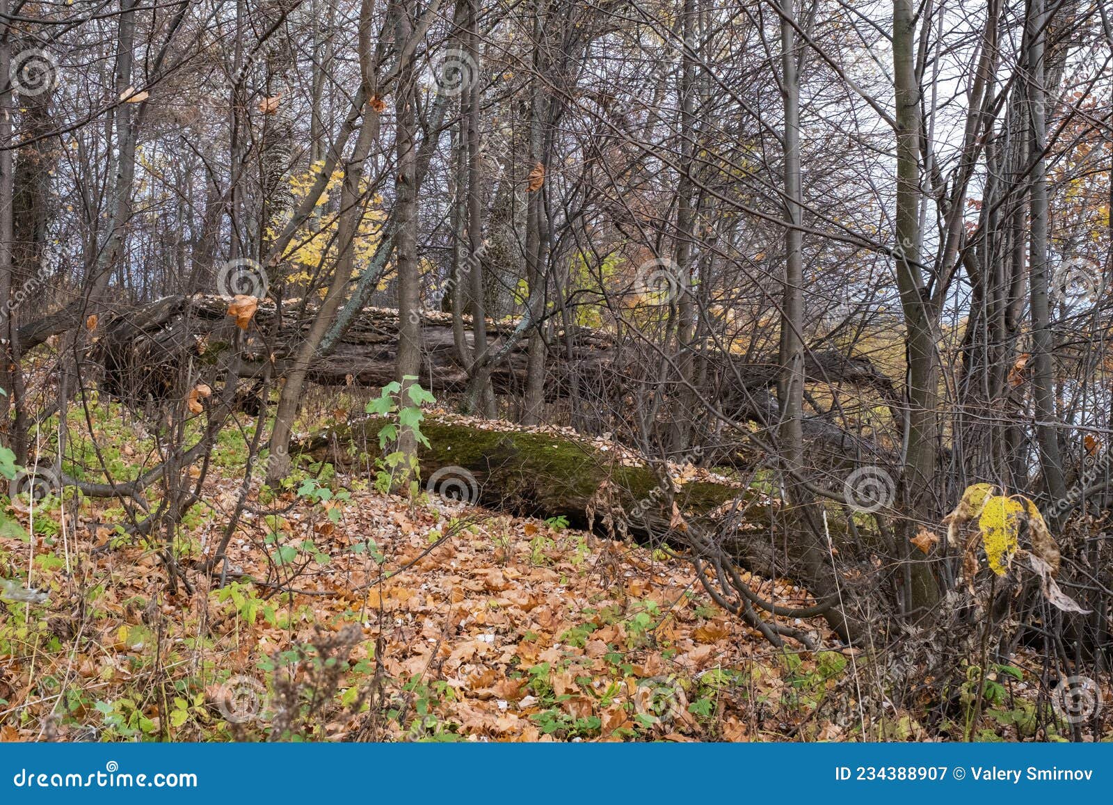 A Thick Trunk of an Old Half-rotted Tree Lying on the Ground Stock ...