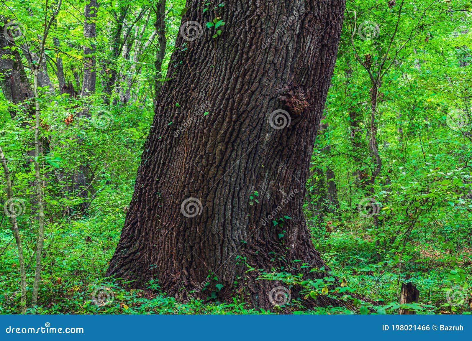 The Thick Trunk Of A Green Natural Natural Terrible Terrible Horisia ...