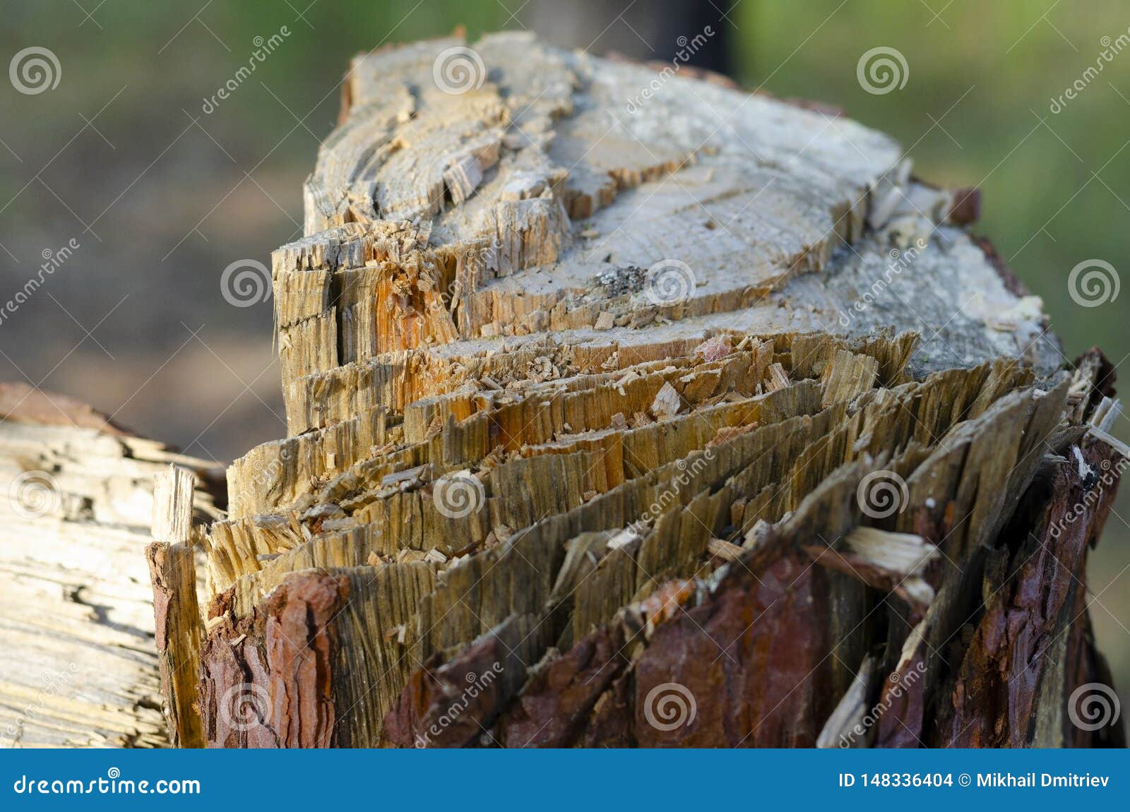 Tree trunk cut with an ax stock photo. Image of drown - 148336404