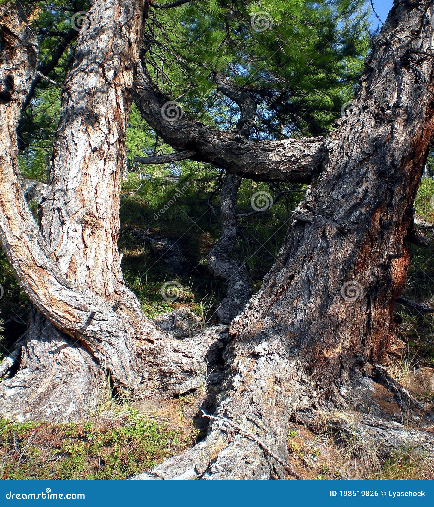 A Thick Trunk Of An Old Half-rotted Tree Lying On The Ground Royalty ...
