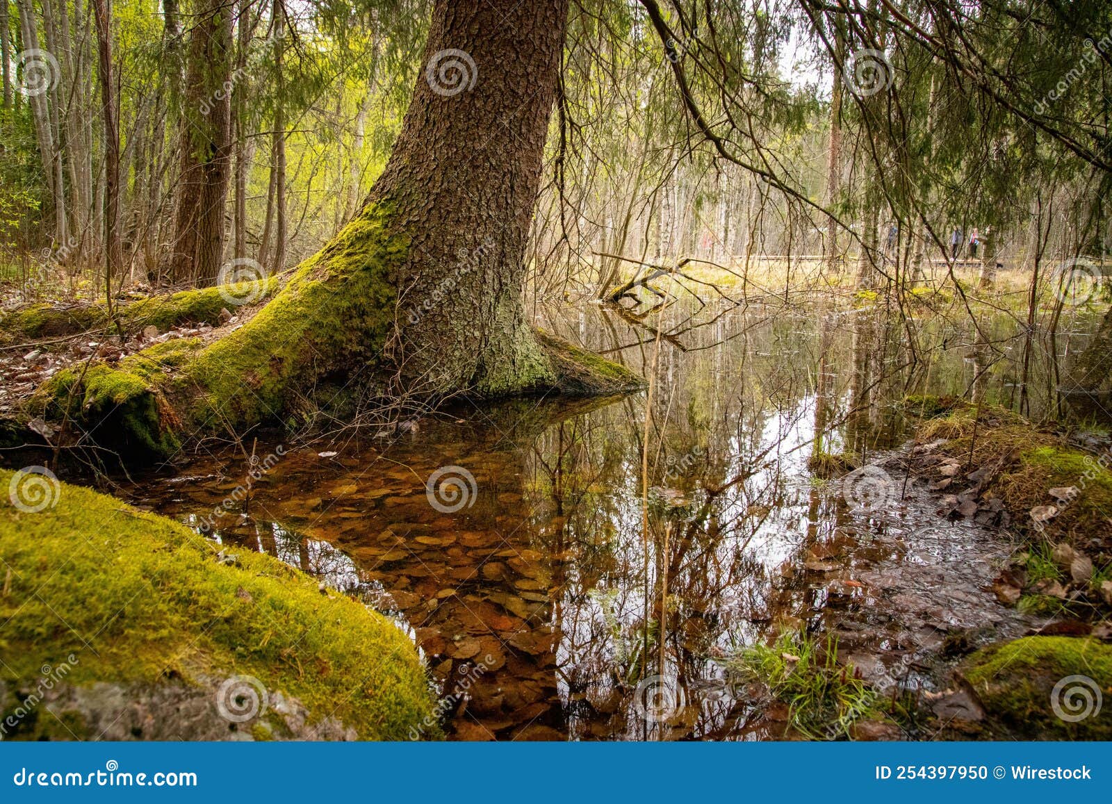 Thick Trunk of a Tall Tree Grown on the River Bank in a Forest Next To ...