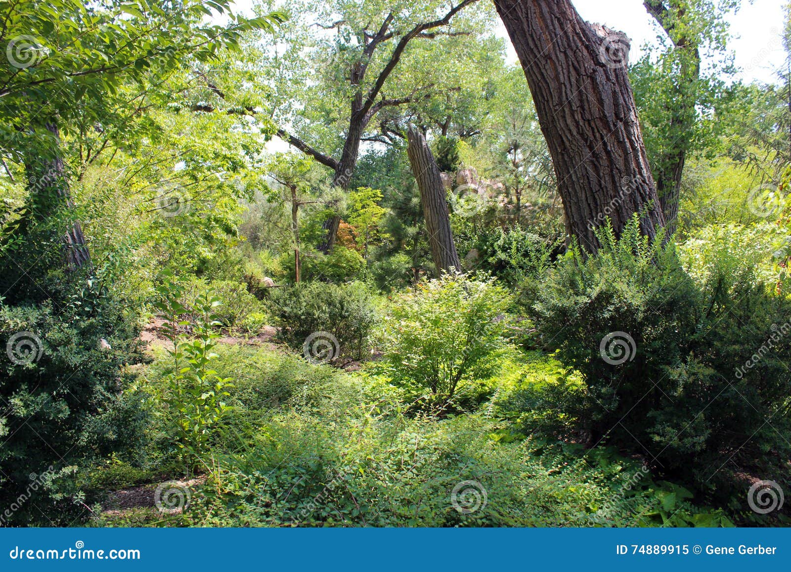 Thick Underbrush stock image. Image of woods, trees, underbrush - 74889915