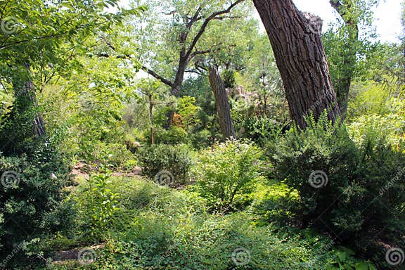 Thick Underbrush stock image. Image of woods, trees, underbrush - 74889915