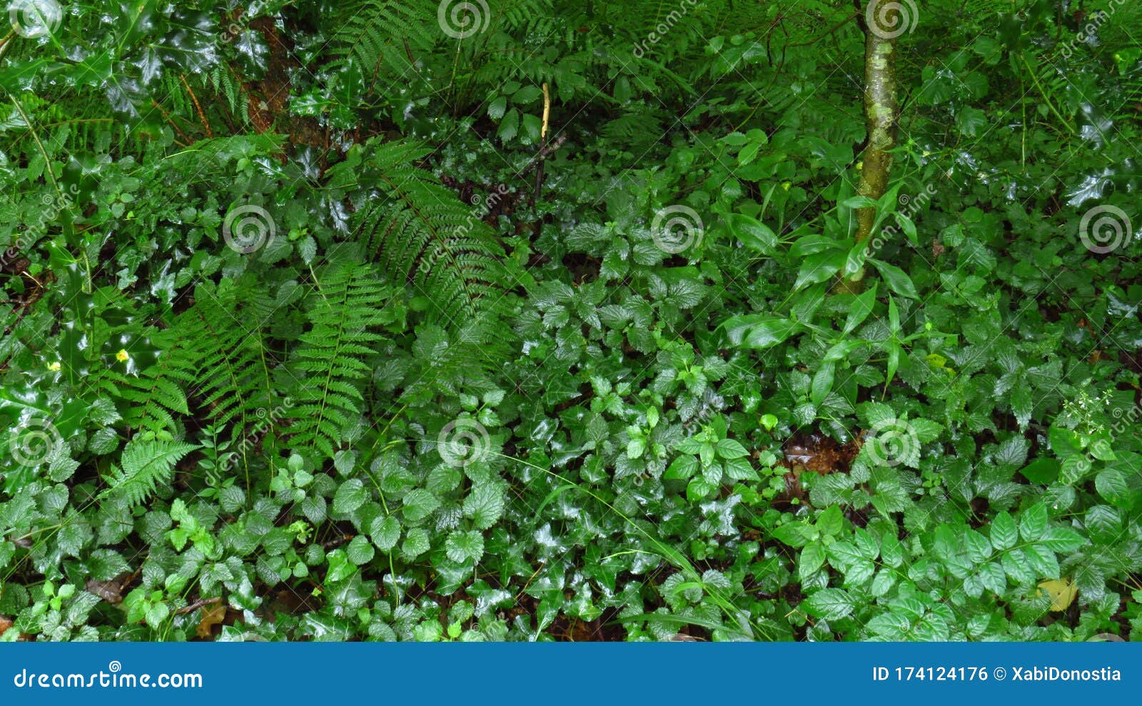 Thick Vegetation in the Forest Stock Photo - Image of beautiful, green ...