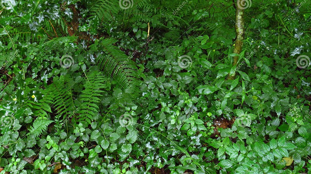 Thick Vegetation in the Forest Stock Photo - Image of beautiful, green ...