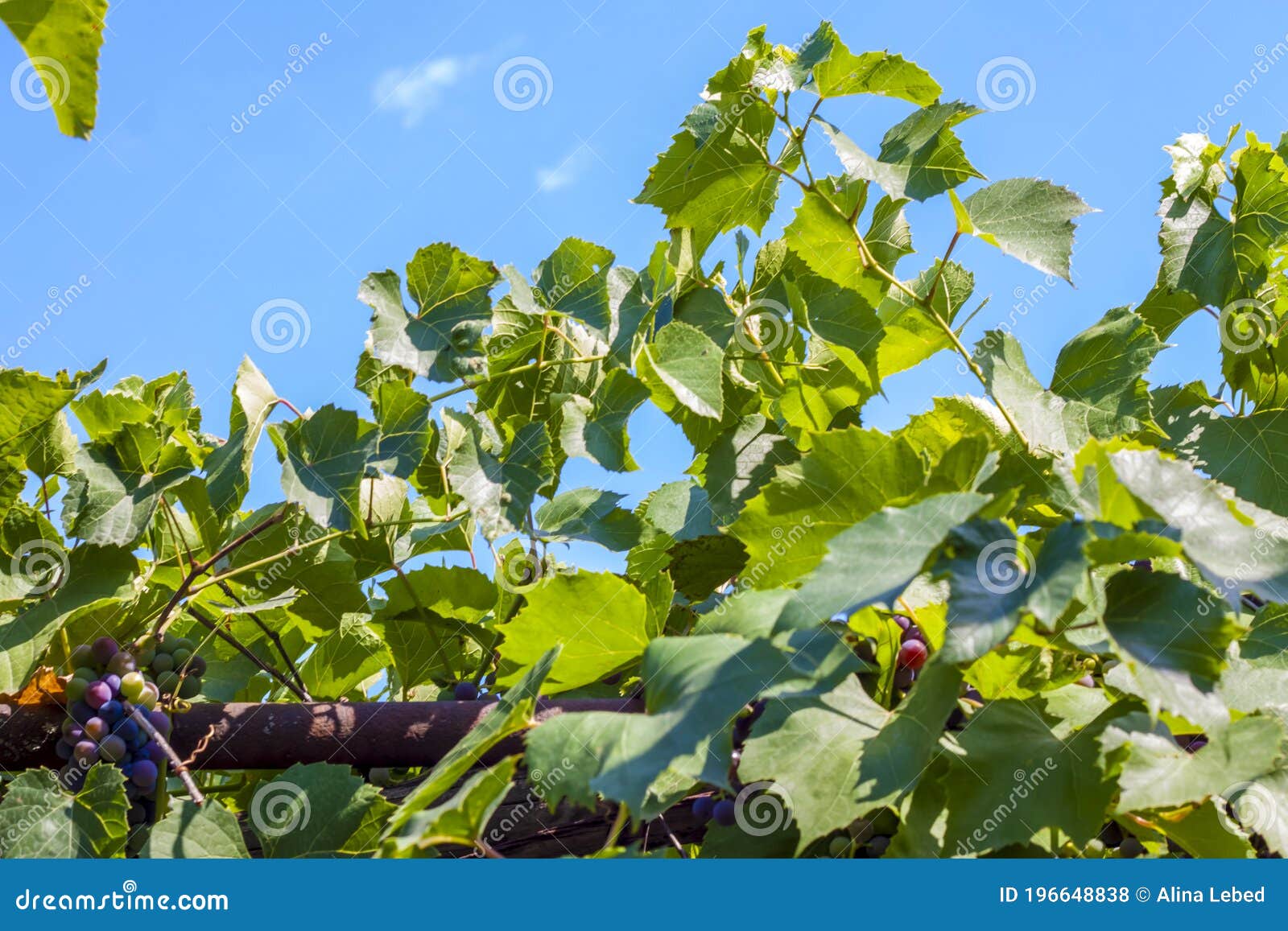A Thick Vine Against a Blue and Clear Sky. Stock Photo - Image of thick ...