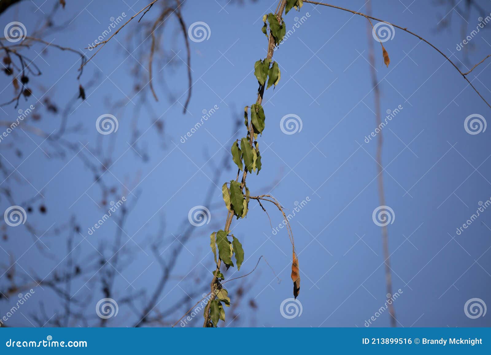 Thick Vine Wrapping Around A Tree In A Forest Royalty-Free Stock Photo ...
