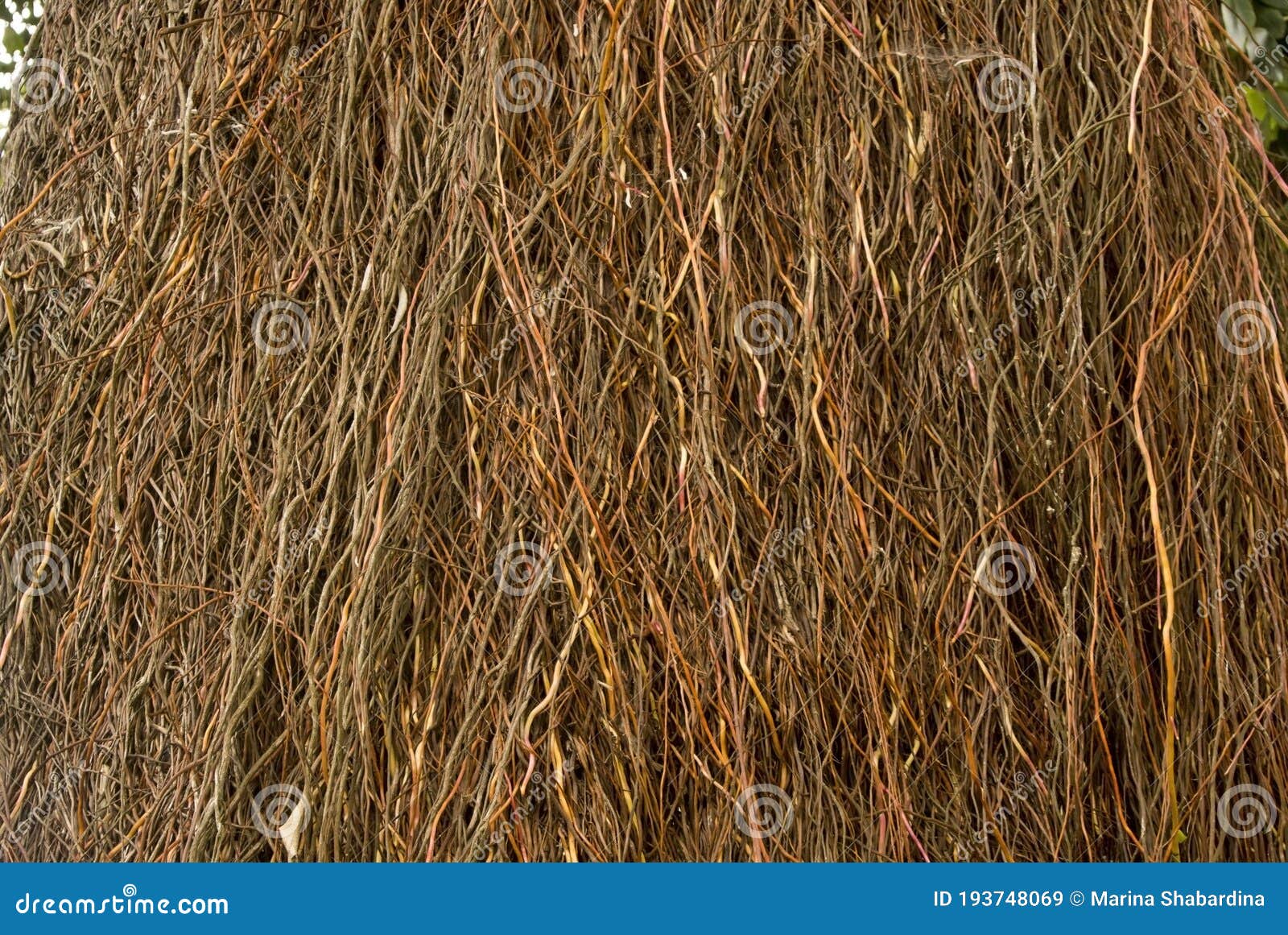 Thick Vines. Dense Aerial Roots of a Banyan Tree Close-up. Background ...
